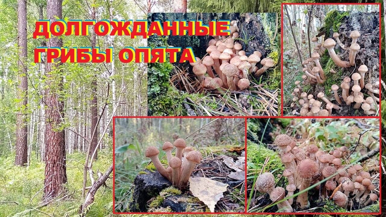 Долгожданные грибы опята!