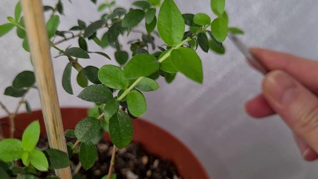 Мирцеевгения 9