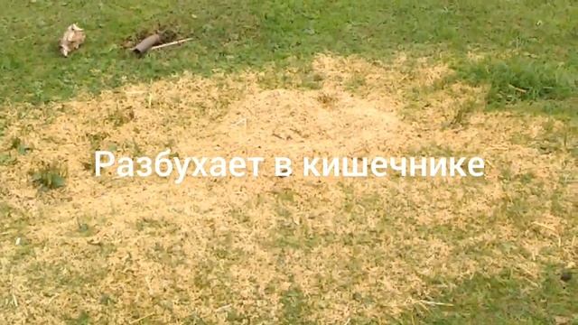 Как соседи могут причинить коню вред по доброте душевной.