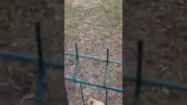 Норвич терьер щенок 28.01.2022 г