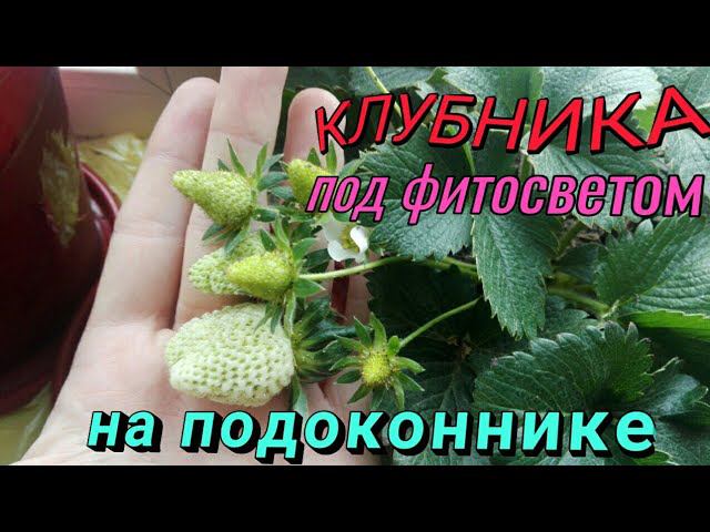 Появление новых цветоносов клубники Клери и Азии. Клубника на окне.