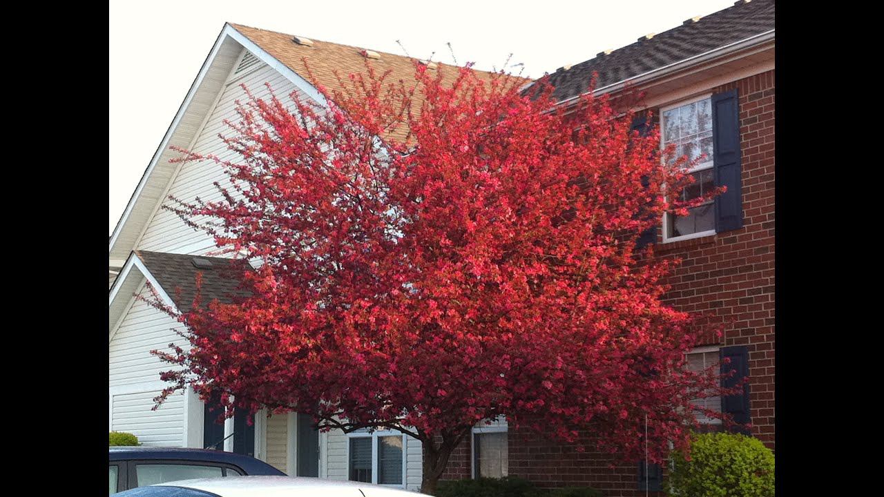 Мы в Коламбусе. Январь 2013 - декабрь 2014 (часть 2)