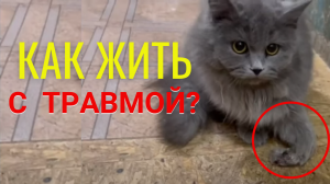 Котенку вырвали лапу, боль, страх поможем котенку Кузе! Спасите котика!