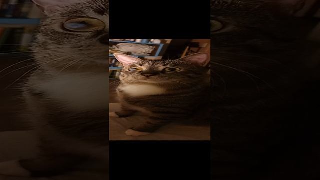 котанутые