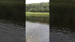 волга