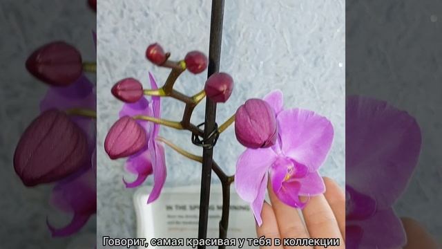 #ОРХИДЕИ излишки зацвели?Мэджик арт?Пасадена? #фаленопсис #цветы #растения #shorts #купить