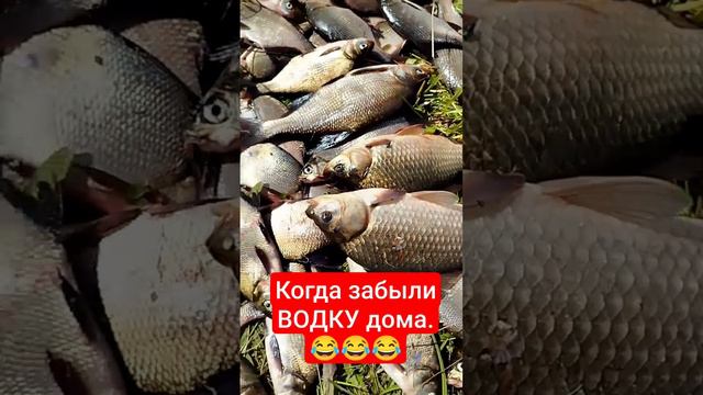 Рыбалка без водки🤣🤣🤣
