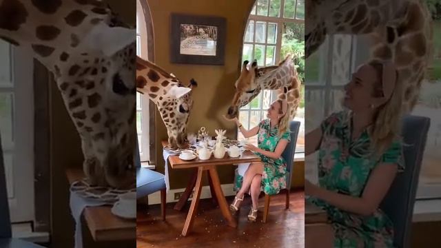 Завтрак с жирафами в глэмпинге Giraffe Manor