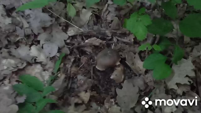 24.06.2022 г. Курская область.