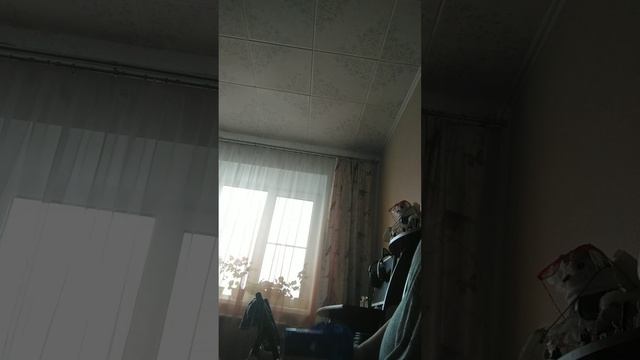 мои драконв