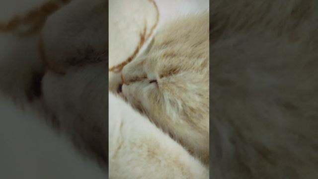 Ласковая кошечка Инуська😻