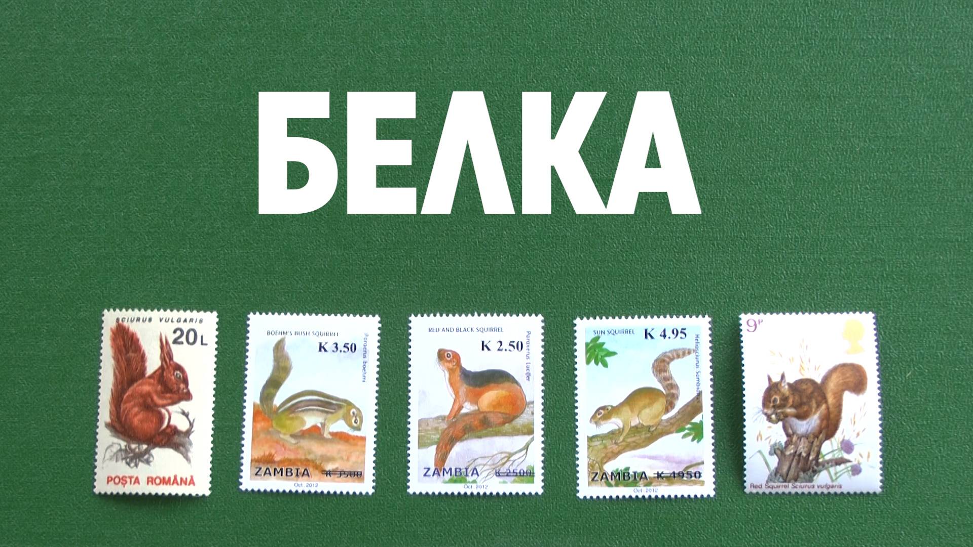 Белка.