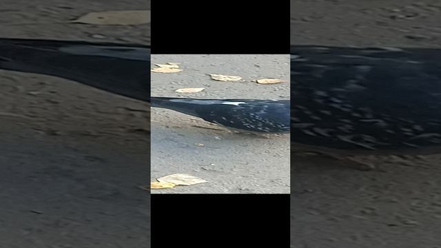 Голубь посреди осени ...