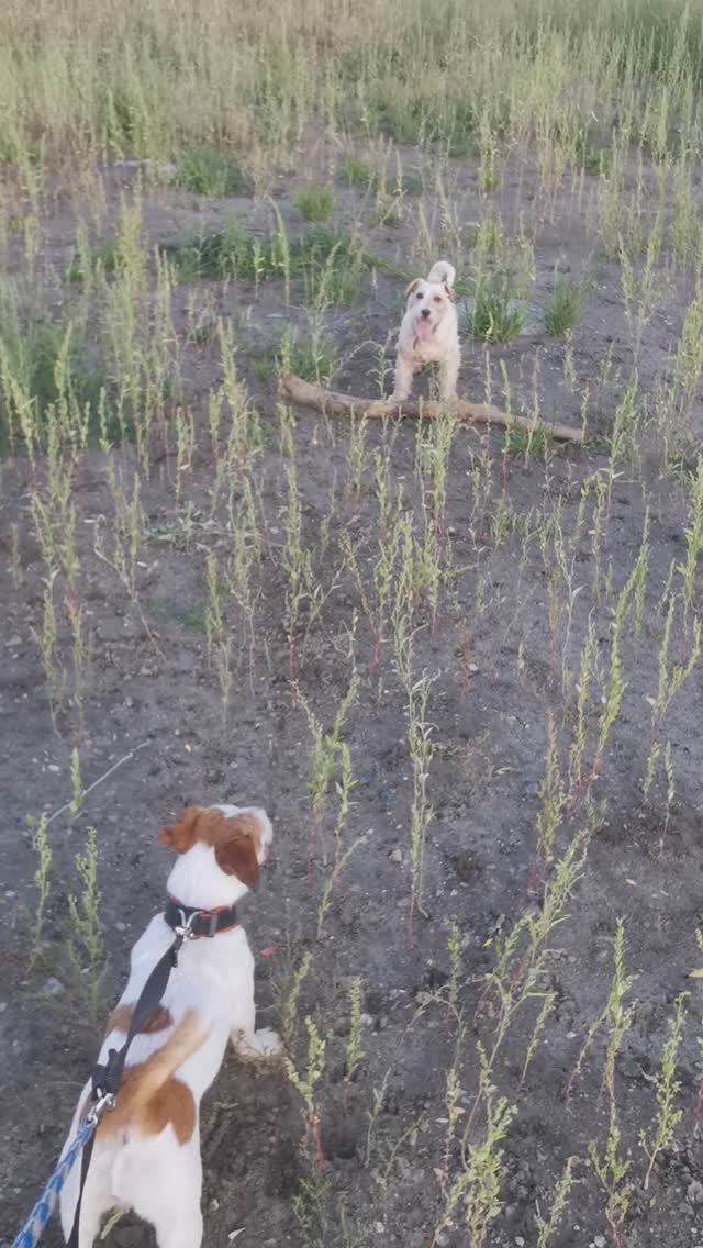 Джек рассел с бревном в зубах