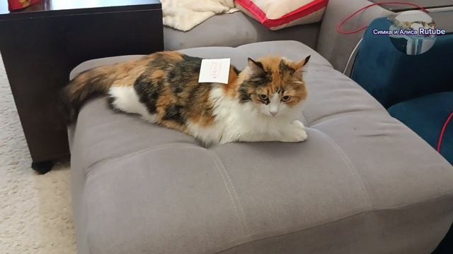 Видео на пародию Among Us!!!😸 ( Амонг Ас) | Симка и Алиса Rutube