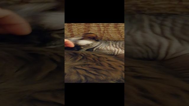 #ШаШаШу  Булка и Изюм #shorts