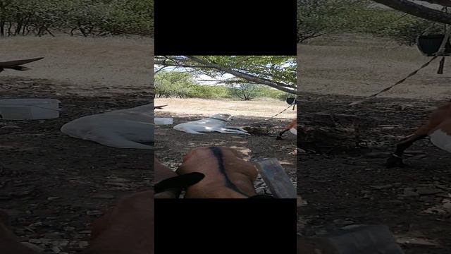 Козы отстроили себе берег речки