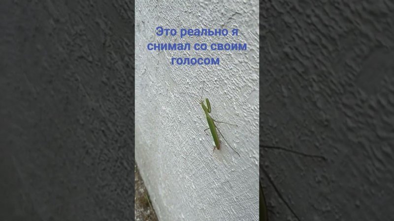 реально я С голосом