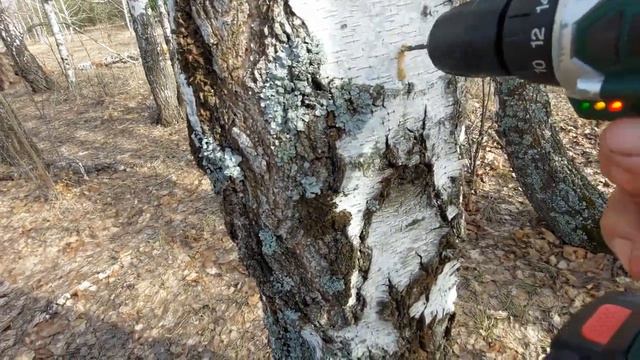 Срочно все в лес за берёзовым соком! Природная аптека! Полезные дары природы