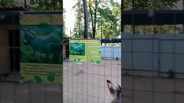 VID) Зоопарк