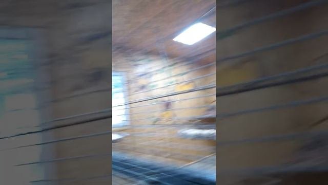 VID) Попугайчики