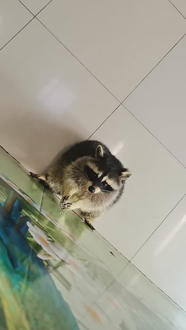 Ешь, молись, енот))