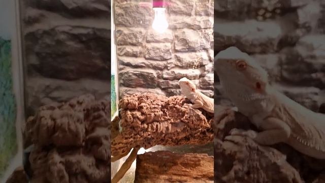 VID) Ящерица