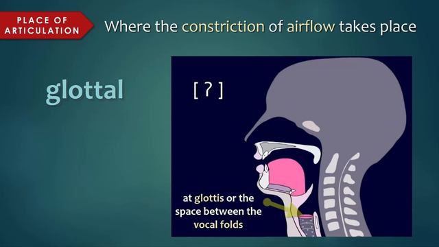 Introduction to Articulatory Phonetics (Consonants)