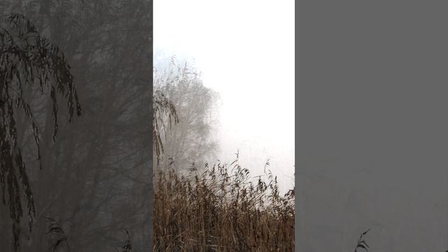 М.Ю. Лермонтов. Одиночество