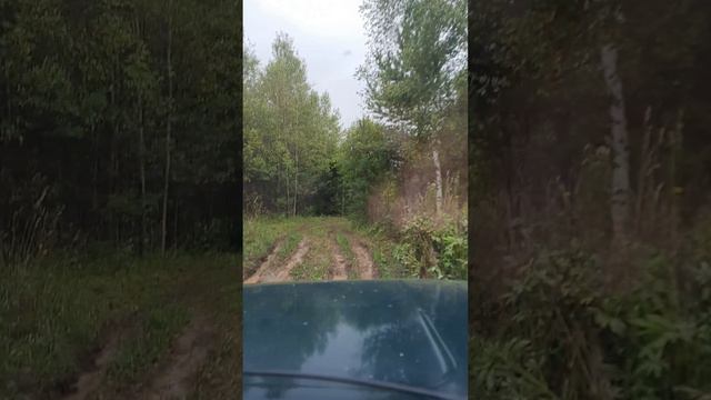 родной лес🌲🌳...родные места❤️