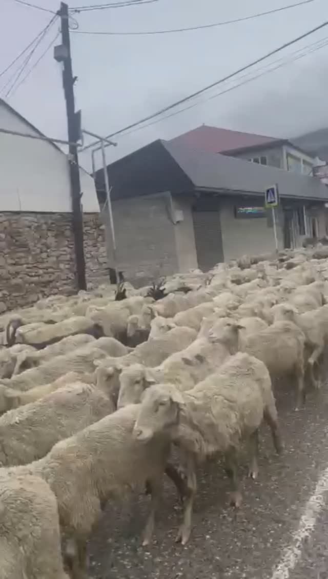 Овечковая река