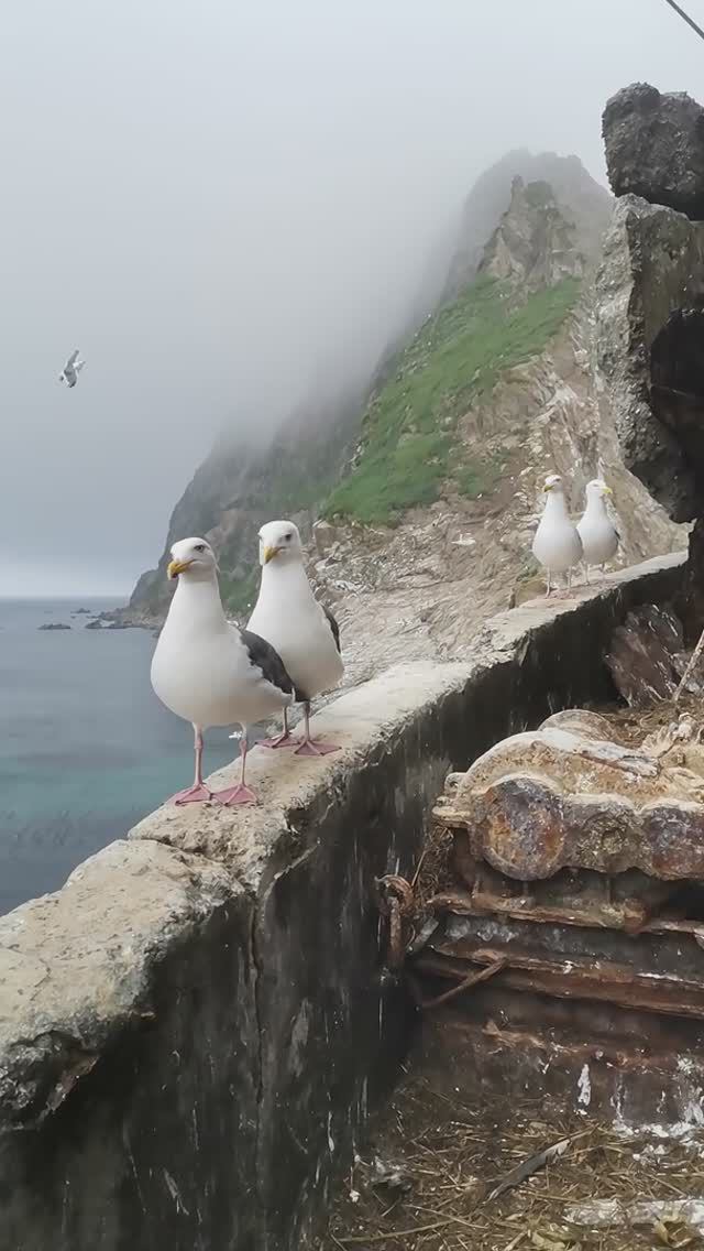 Чайка тоскливая