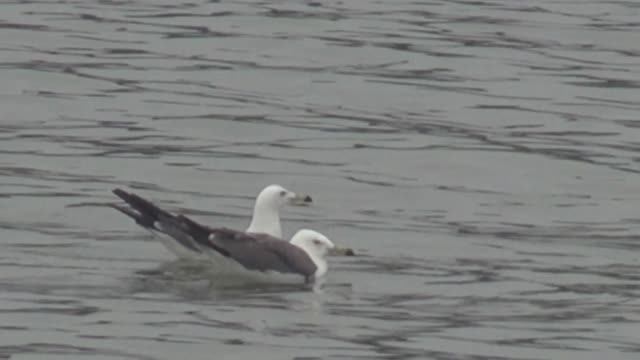 На пляже Японского моря. Часть третья.