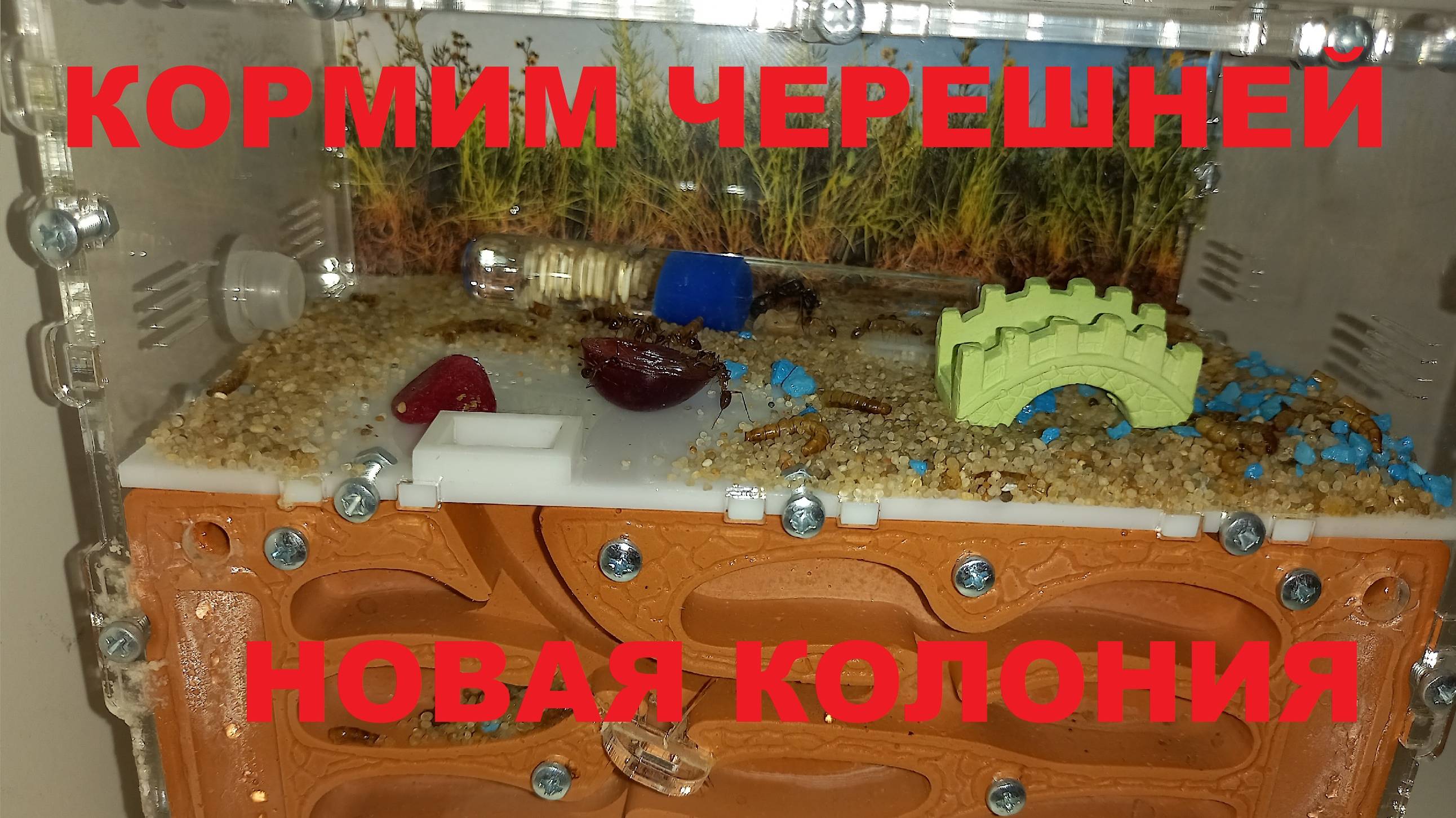 Муравьи 15 серия кормим вигоградом НОВАЯ КОЛОНИЯ