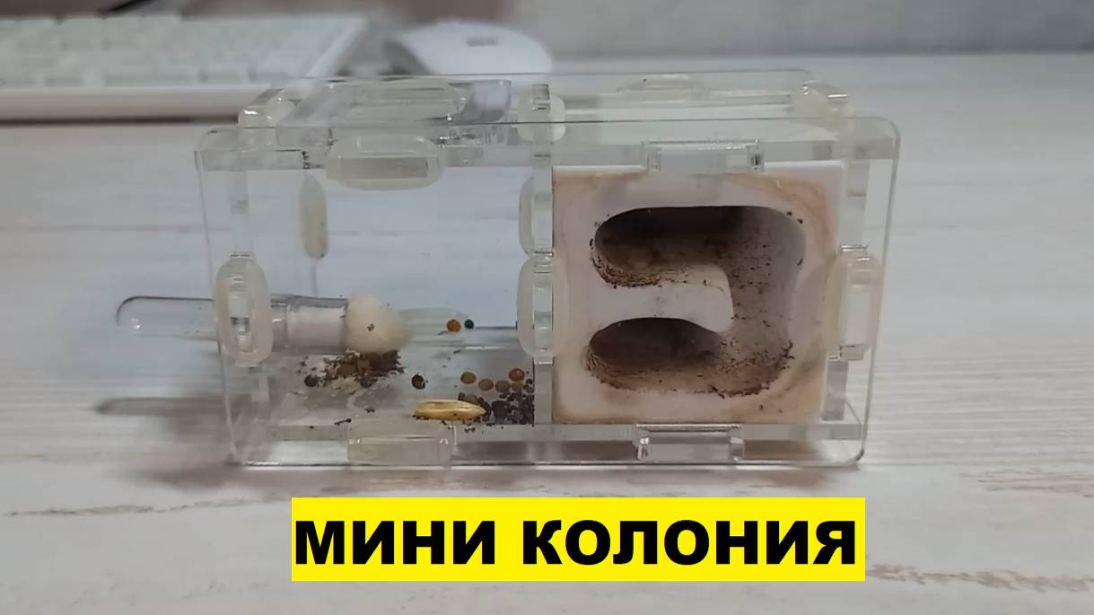 Муравьи 17 серия МИНИ КОЛОНИЯ