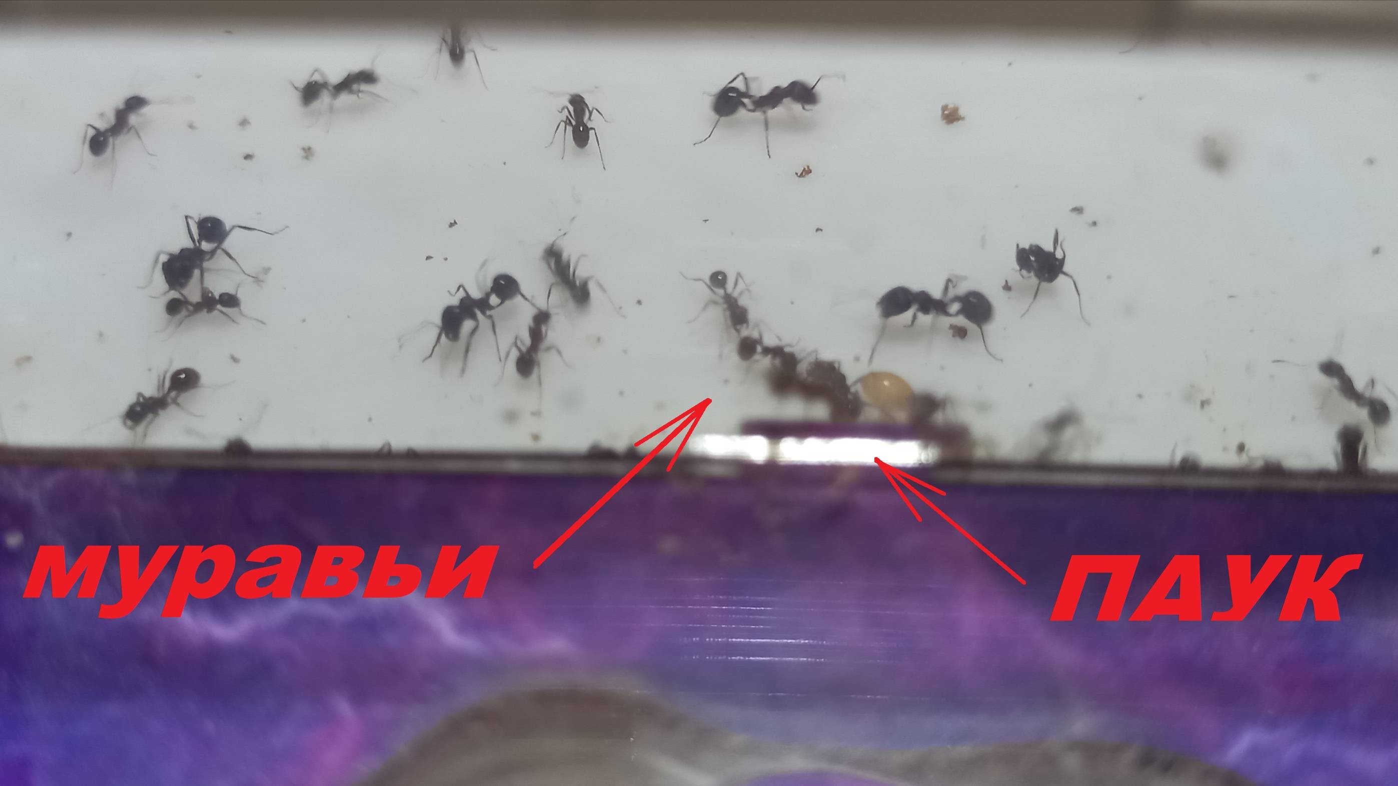 Муравьи 4 серия
