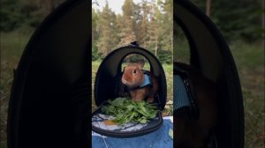 Барни и Лила на прогулке в лесу