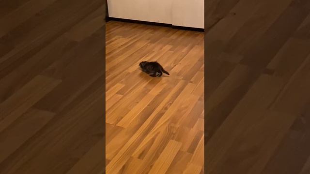 Первый день в новой семье ❤ #кот #котик #cat #shorts