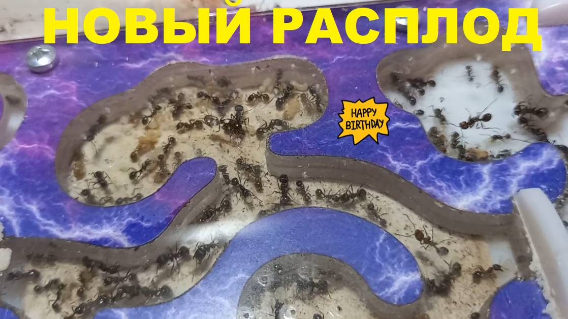 Муравьи 14 серия НОВЫЙ РАСПЛОД