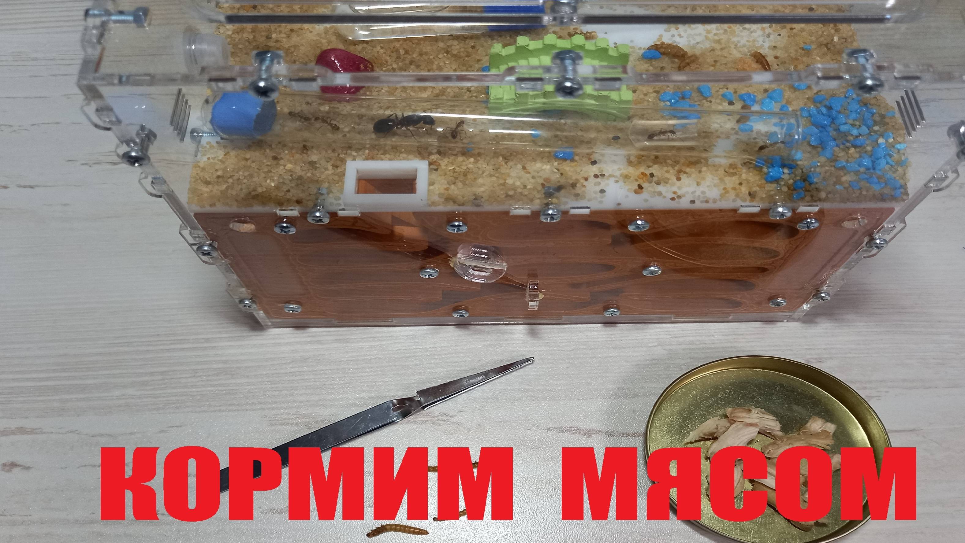 Муравьи 7 серия кормим МЯСОМ
