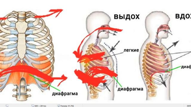Дыхание вокалиста. Почему категорически нельзя "дышать животом"