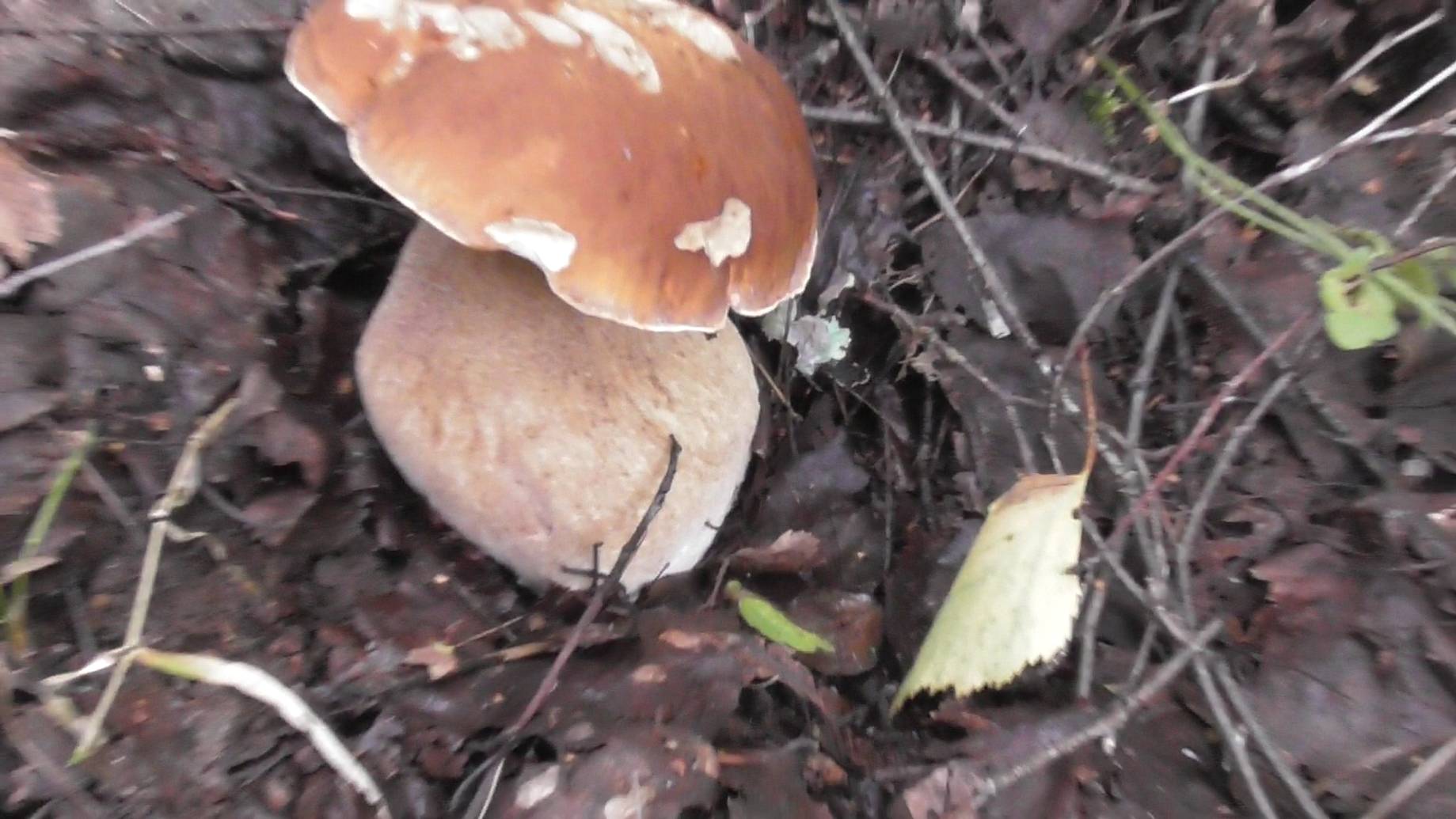 Грибалка выезд за грибами август 2024