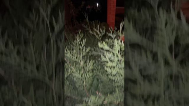 Стрижка зеленой изгороди ночью