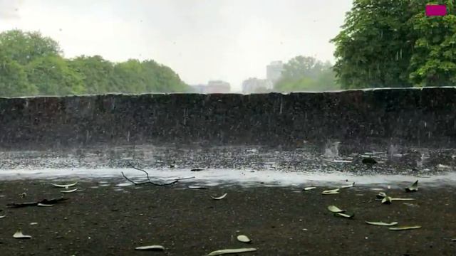 Черная смородина