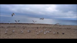 Чайки на бережку Сегодня...