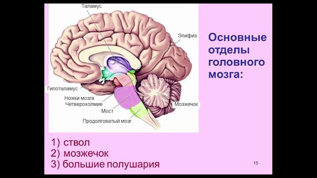 Лекция 1. Обзор строения и функций мозга человека