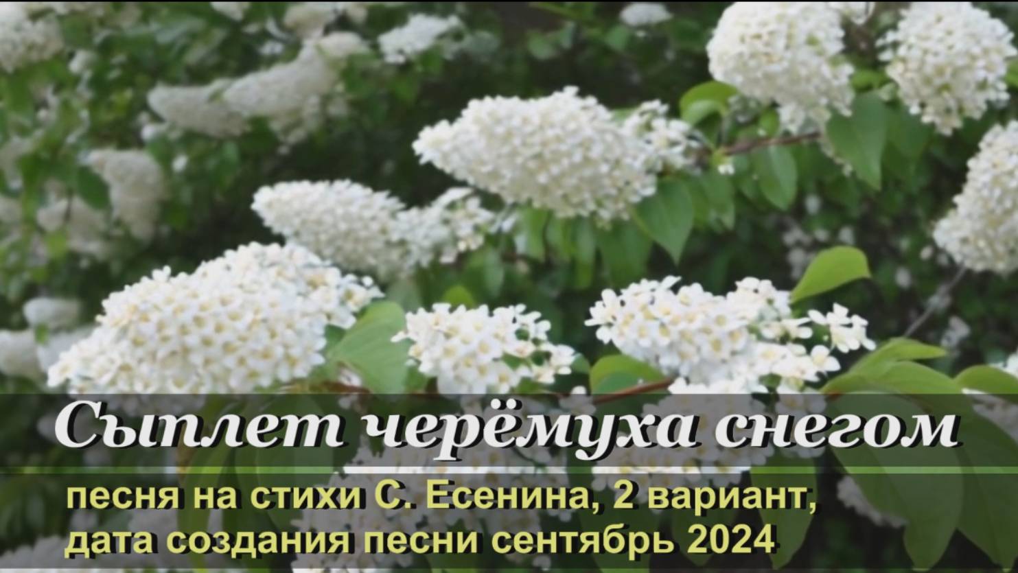 Сыплет черёмуха снегом, песня на стихи С. Есенина, вариант 2, дата создания песни сентябрь 2024 г.