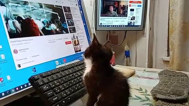 Анфиска - котёнок