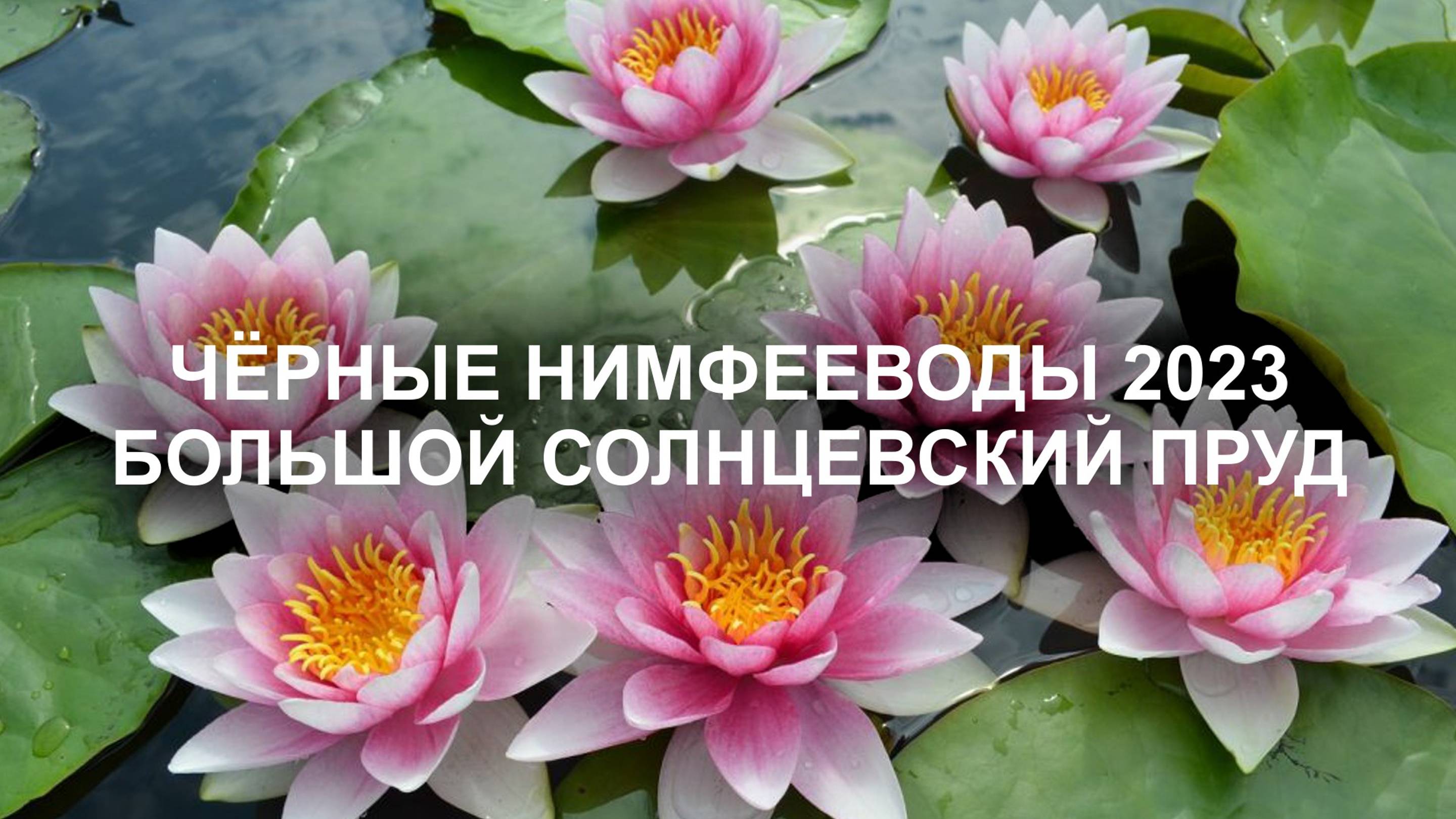 Нимфеи 2023 - Часть 1 Большой Солнцевский пруд