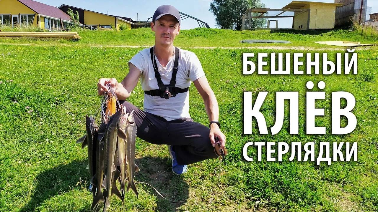 Бешеный клёв стерлядки! Удачная рыбалка на Пионерском пруду в Подмосковье.